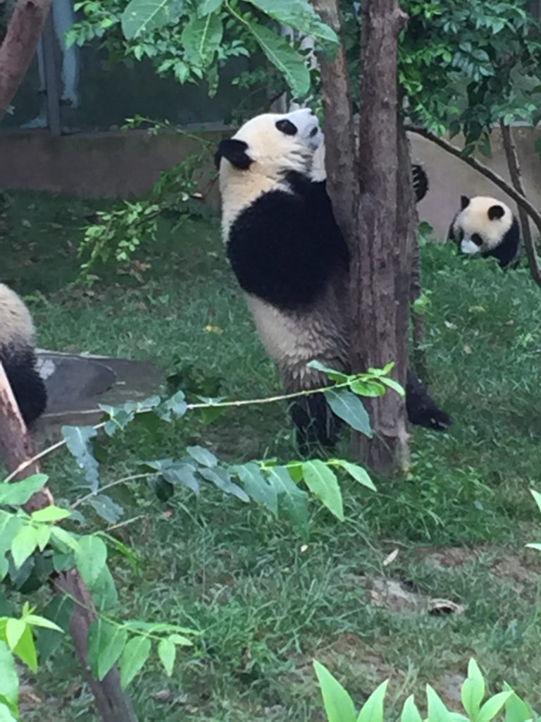 Chengdu: Home of Panda Bears | Madhu Bazaz Wangu